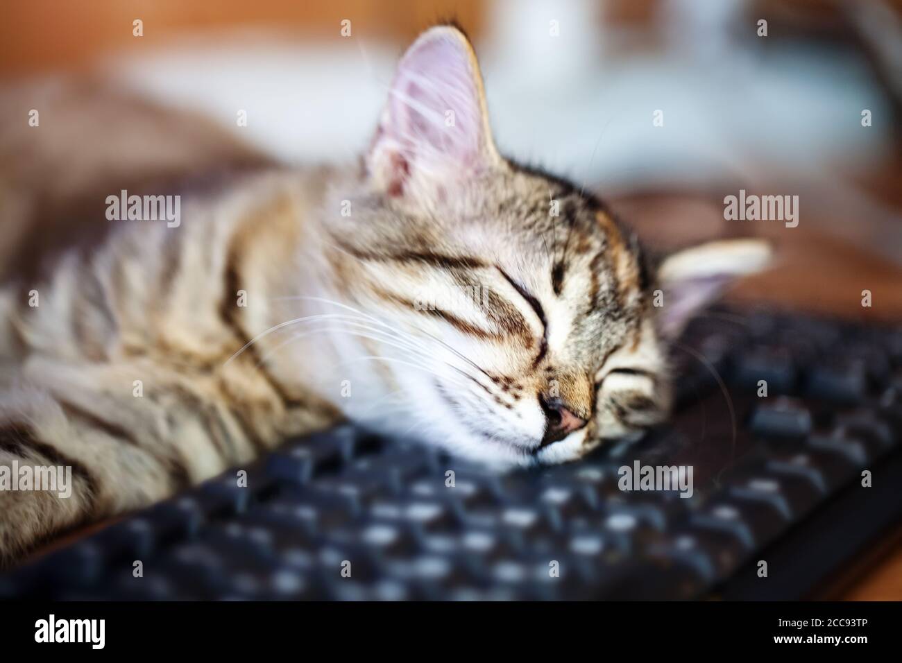 Sleepy Kitten Keyboard