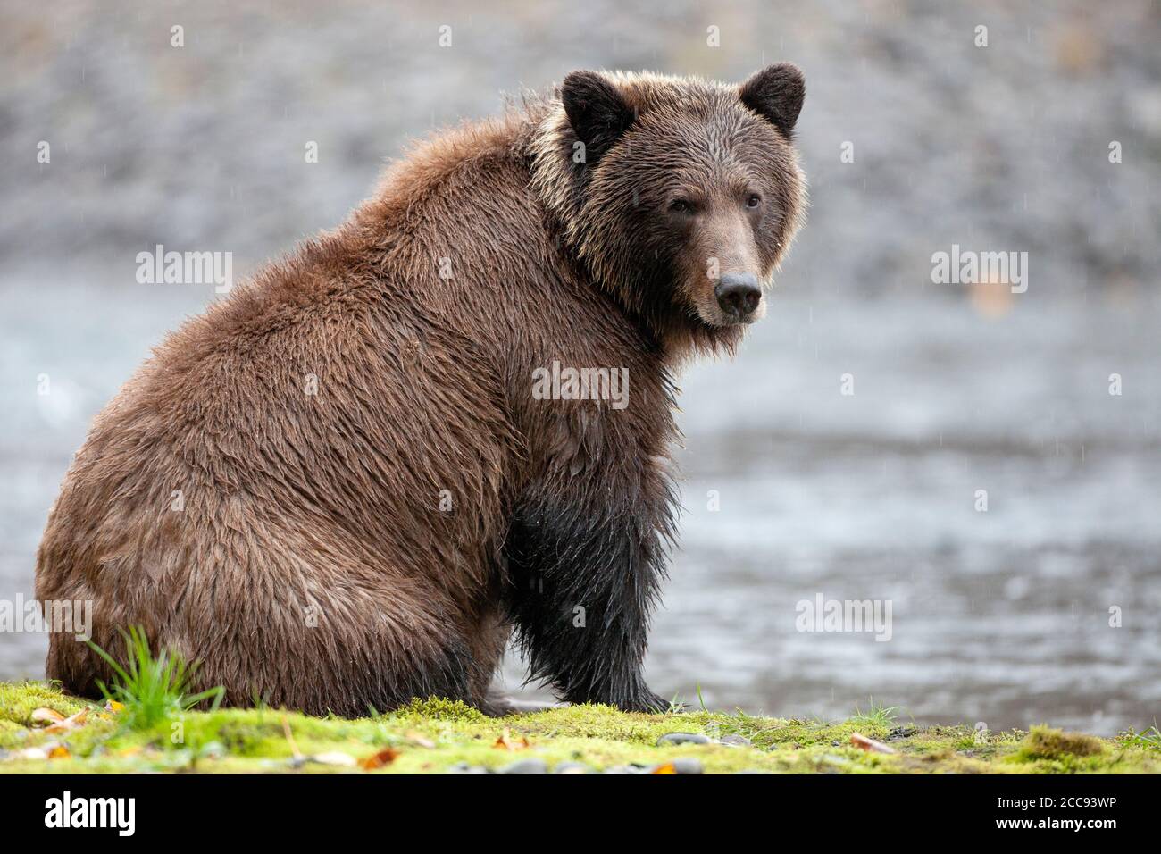 Grizzly bear eyes hi-res stock photography and images - Alamy