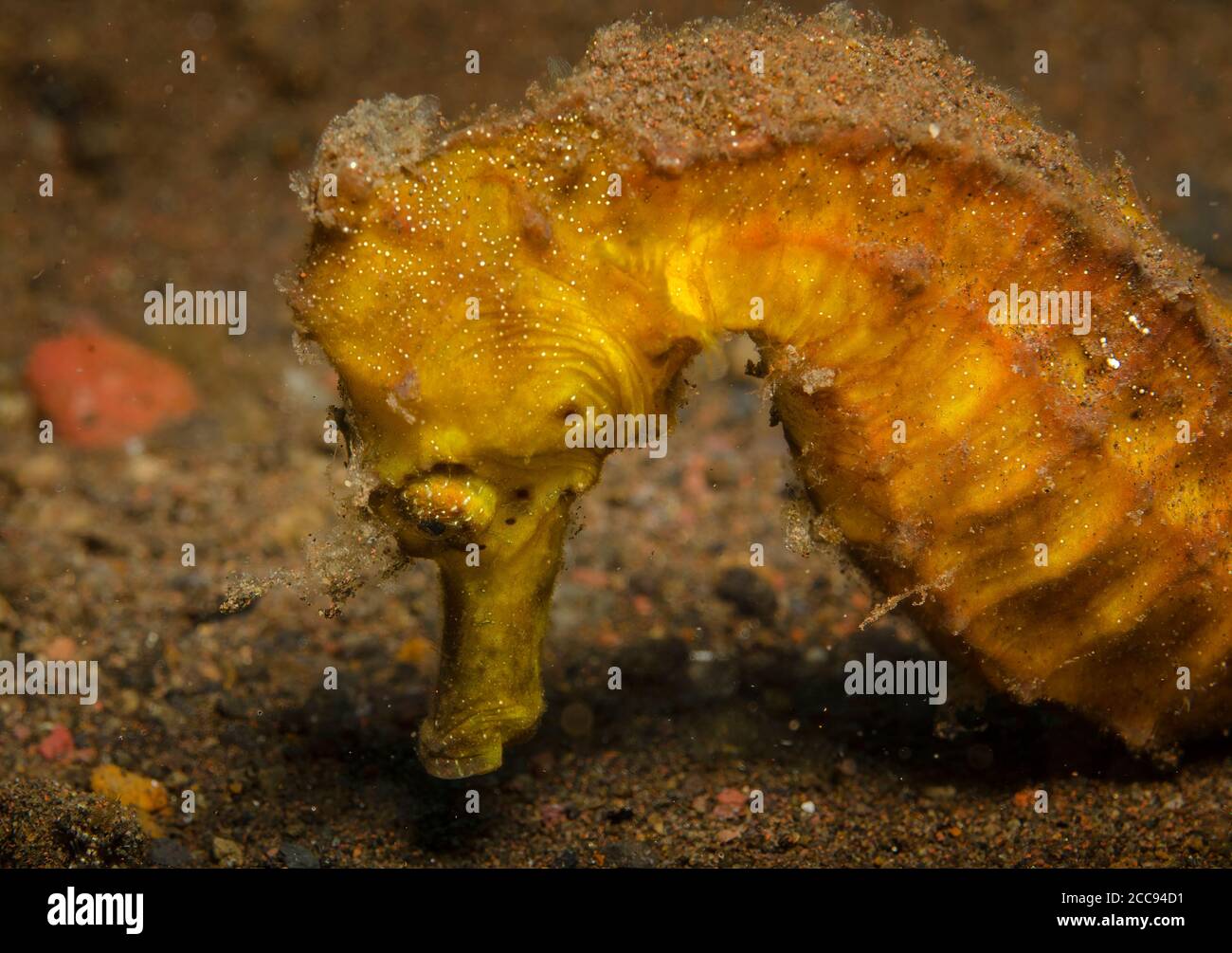 Common seahorse, Hippocampus kuda, in volcanic sand in Tulamben, Bali ...