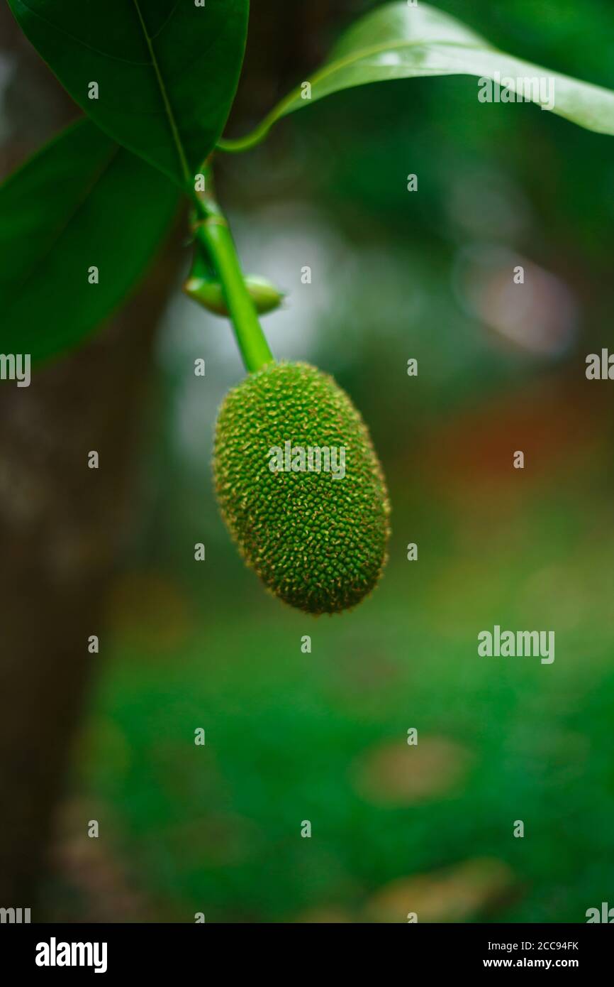 small tropical jack fruit growing on a tree Stock Photo - Alamy