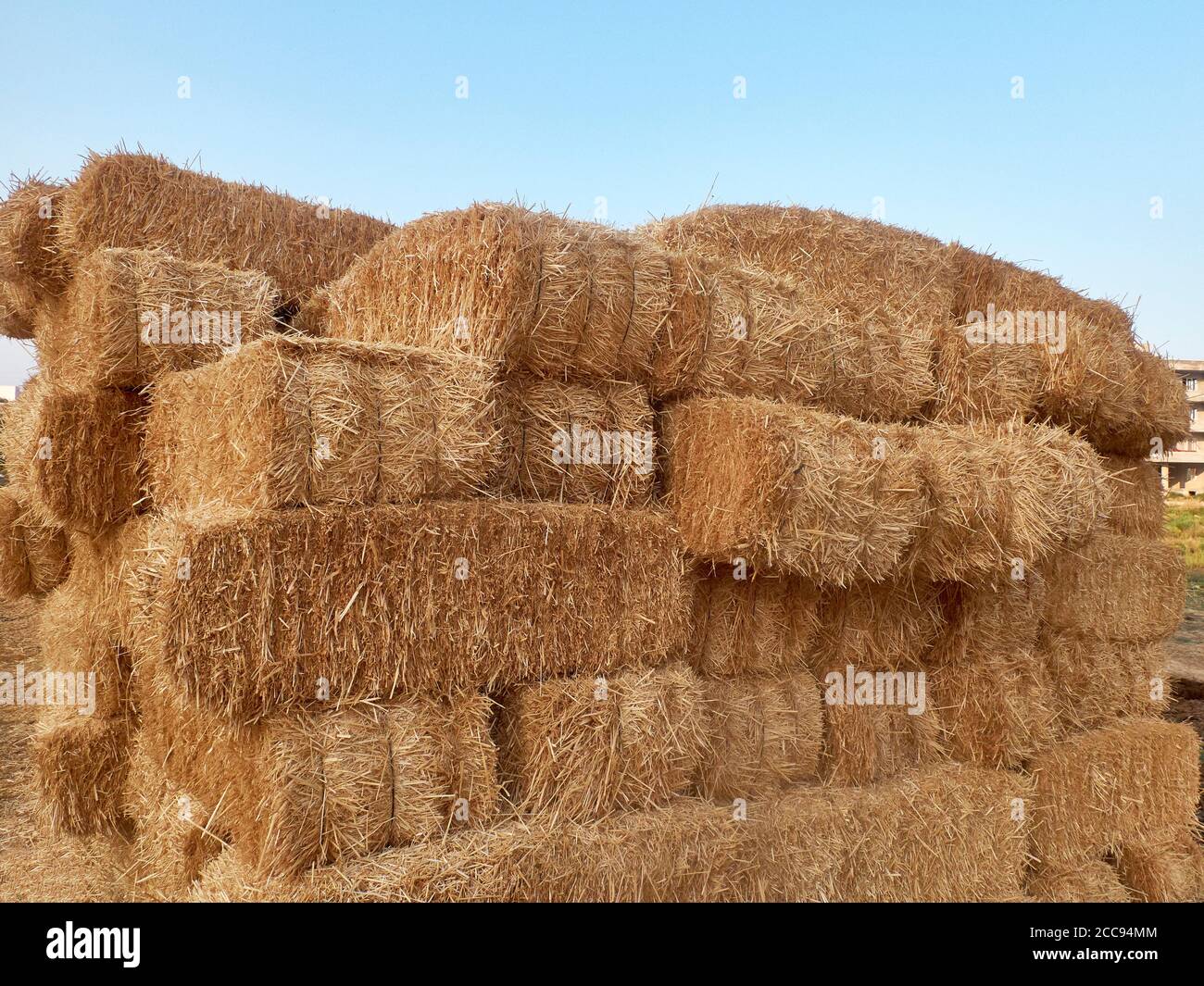 Piled stacks of dry golden hay straw Stock Photo - Alamy