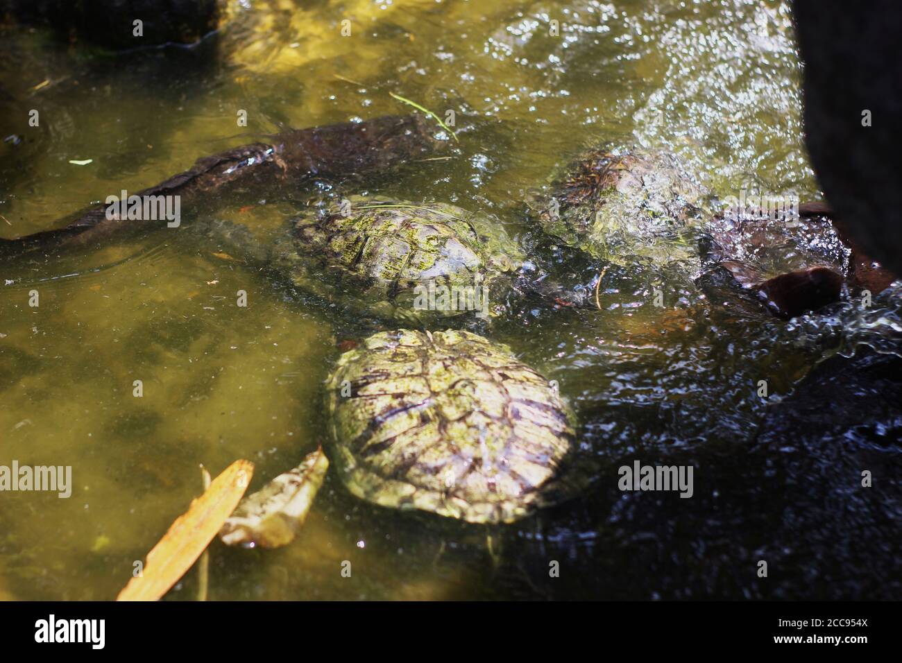 Turtles bask in the daytime in the pond Stock Photo - Alamy
