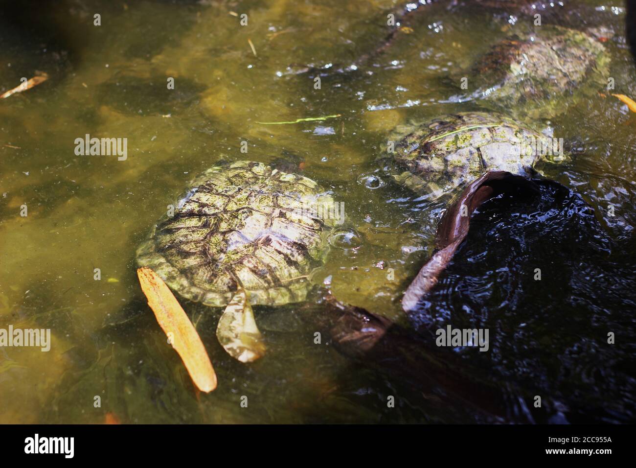 Male turtles hi-res stock photography and images - Alamy