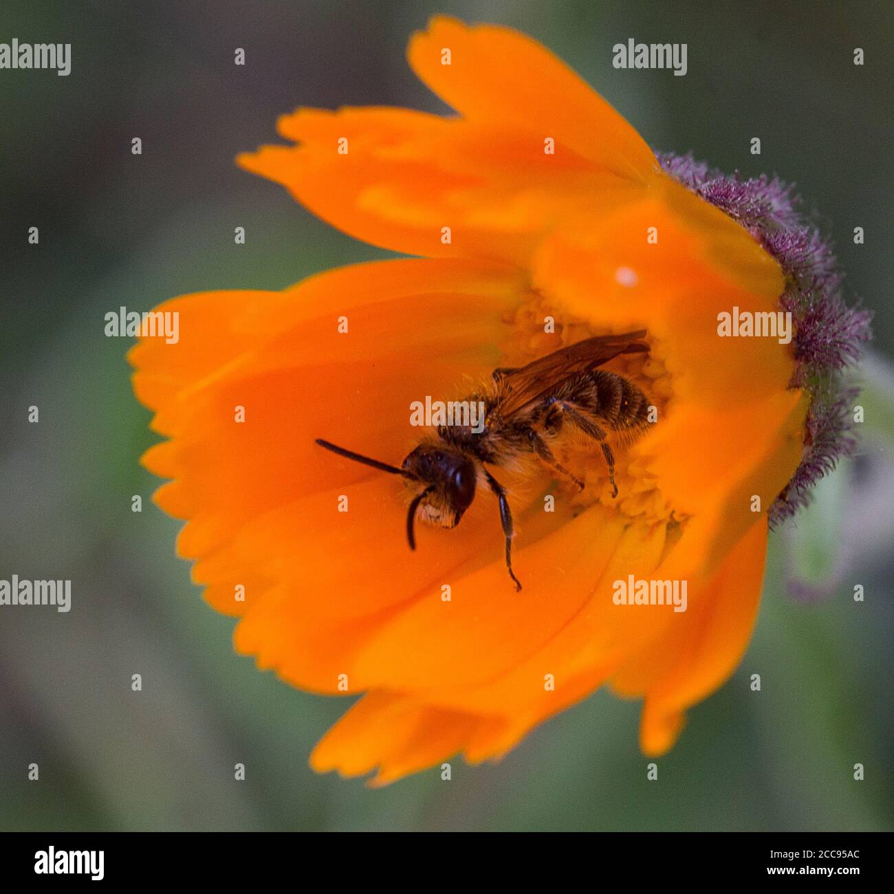 Solitary bee in a Marigold flower Stock Photo - Alamy