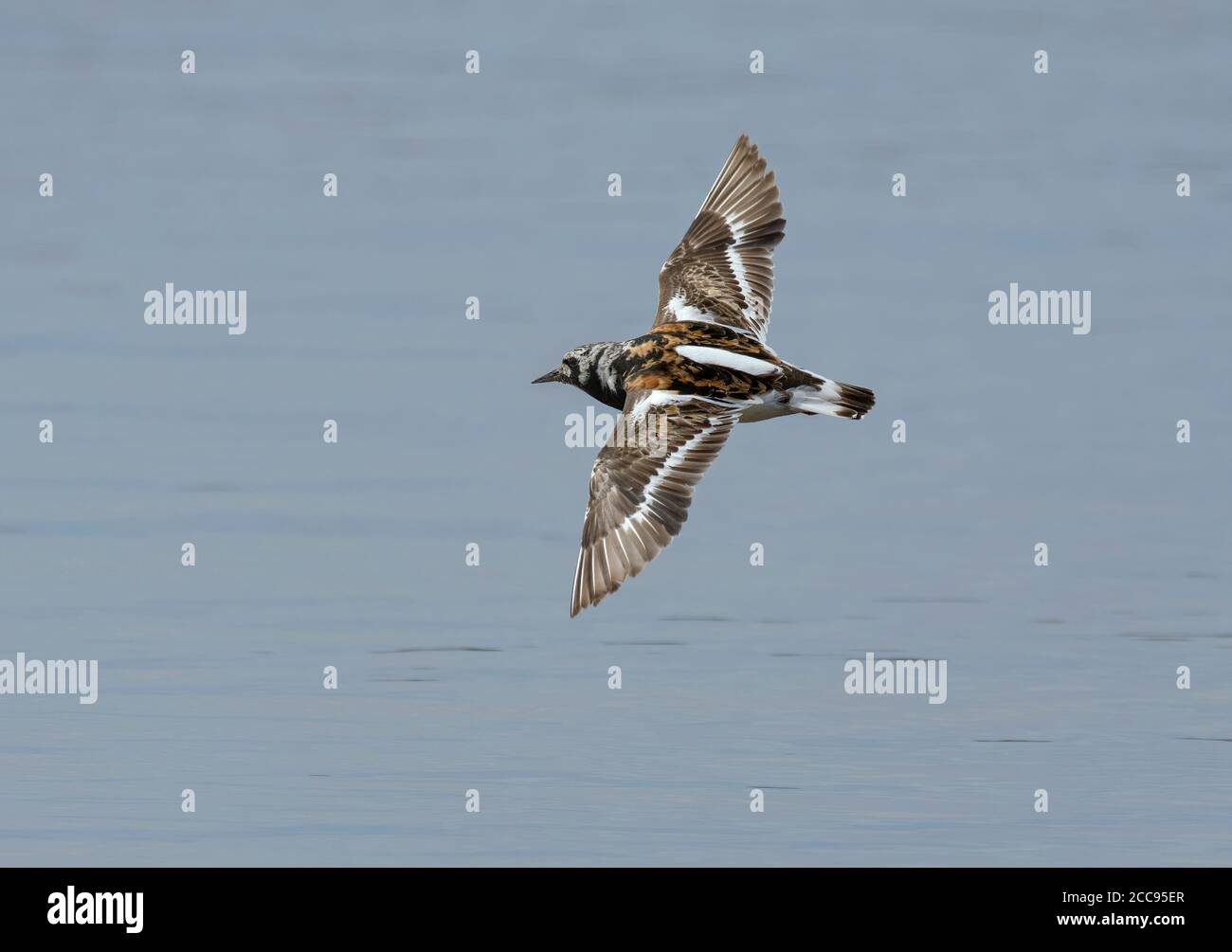 Turnstone in flight hi-res stock photography and images - Alamy