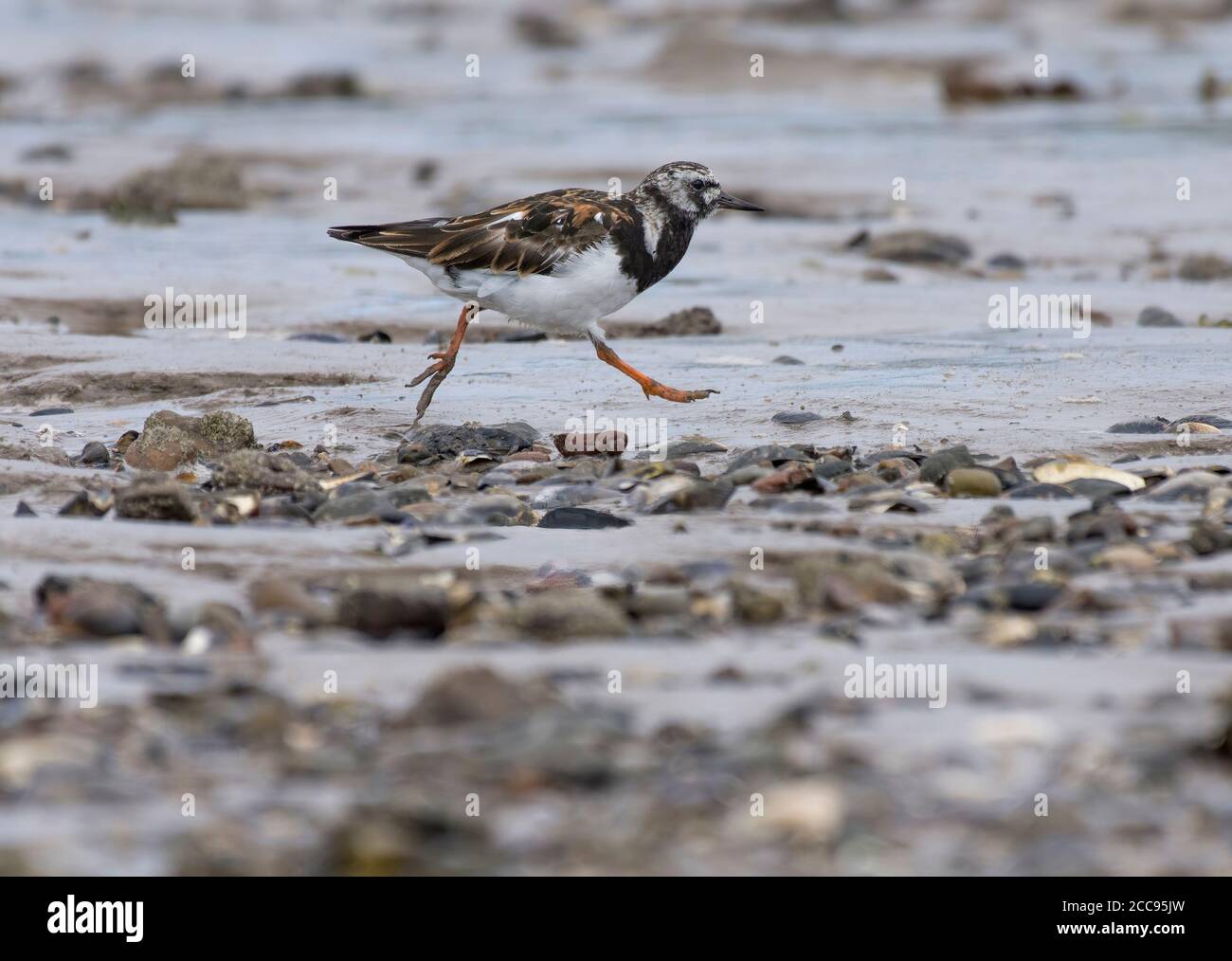 Ruddy Turnstone ,Arenaria interpres, running on beach, in summer ...