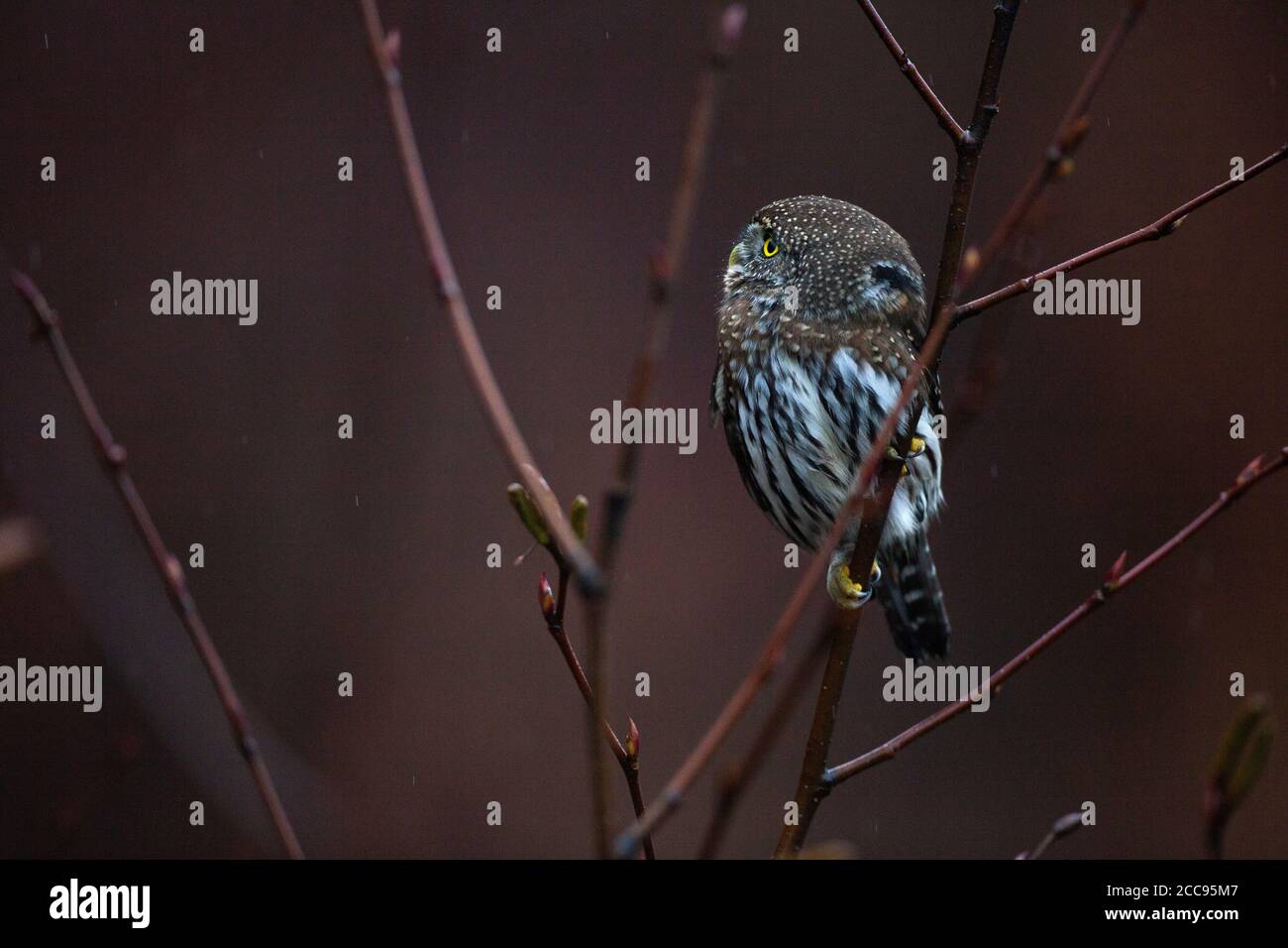 Owl back hi-res stock photography and images - Alamy
