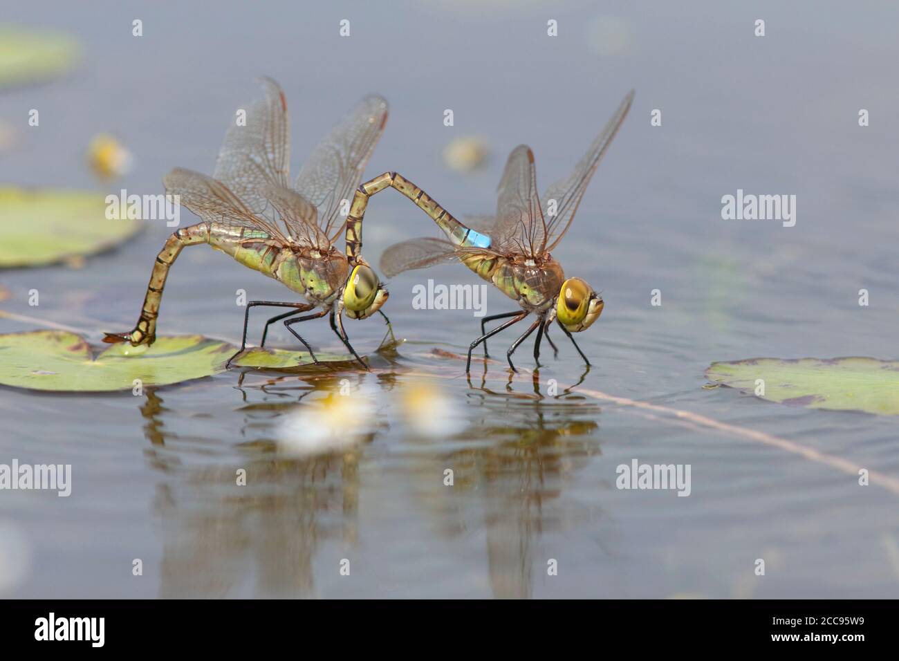 Adult male and female Vagrant Emperor (Anax ephippiger) tandem laying ...