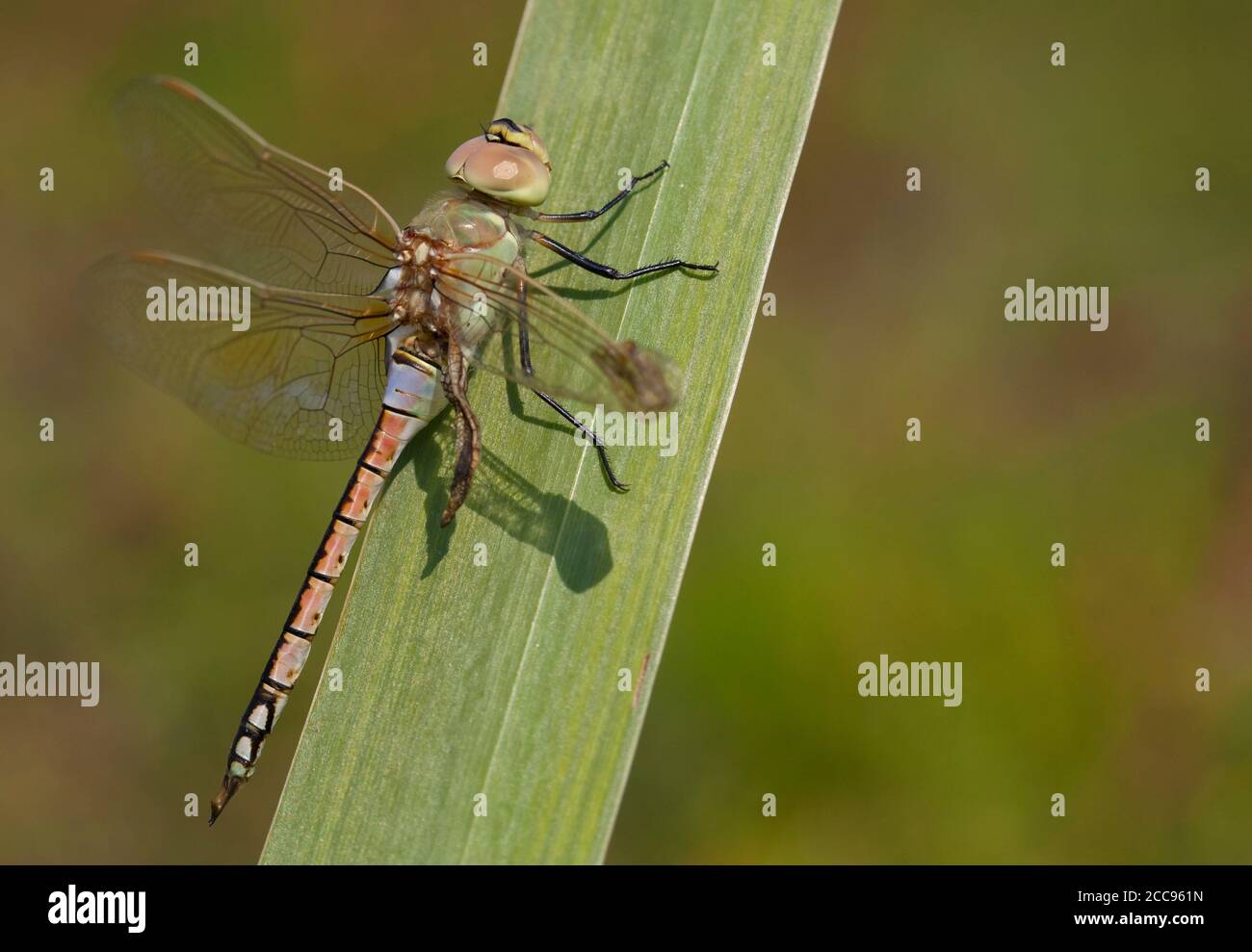 Adult male Vagrant Emperor (Anax ephippiger) with damaged wings perched ...