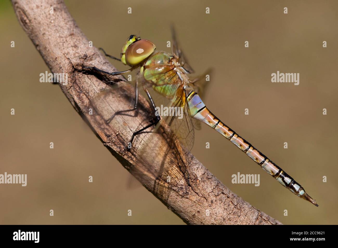 Adult male Vagrant Emperor (Anax ephippiger) perched on a stick in the ...