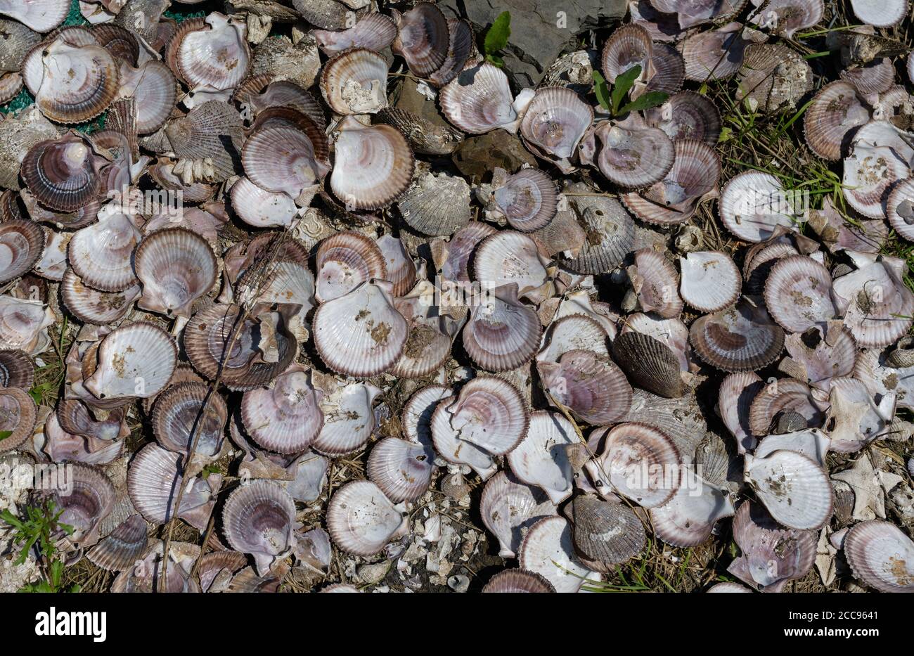 Many empty scallop shells on the beach Stock Photo - Alamy