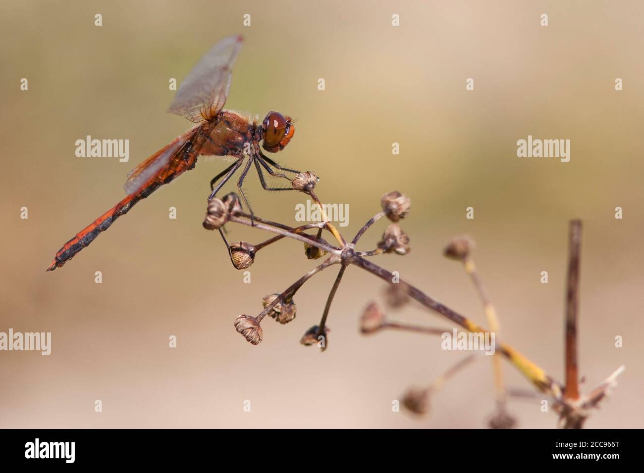 Adult male Yellow-spotted Darter (Sympetrum flaveolum) perched on a ...