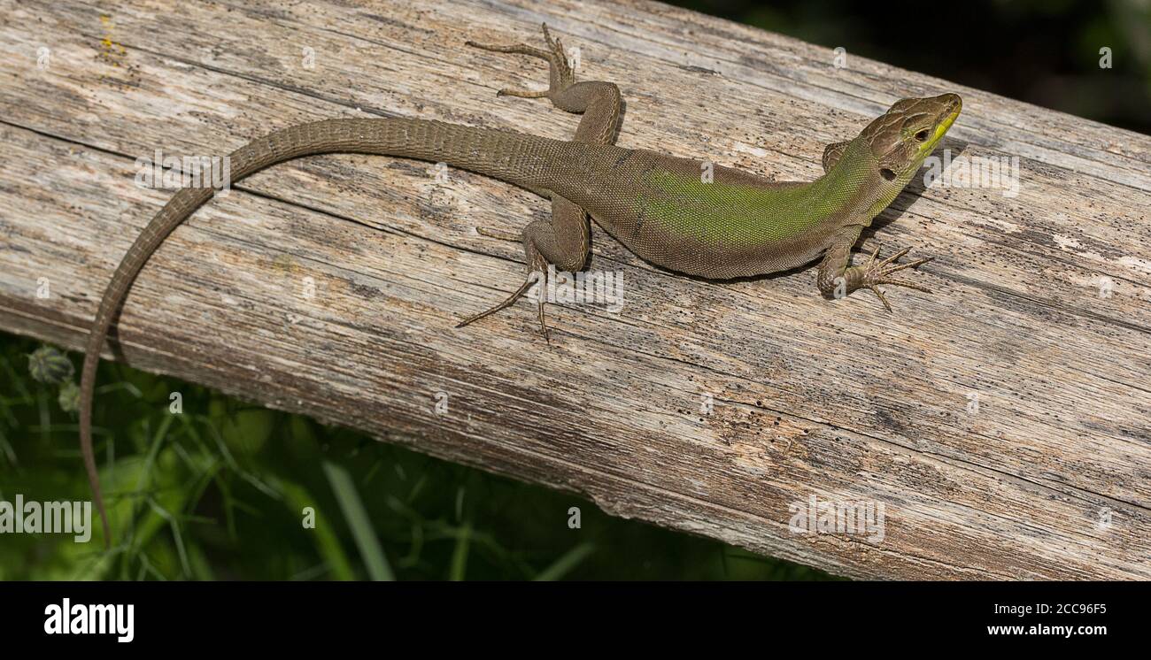 Sicilian Wall Lizard, Podarcis waglerianus, basking on a wooden fence ...