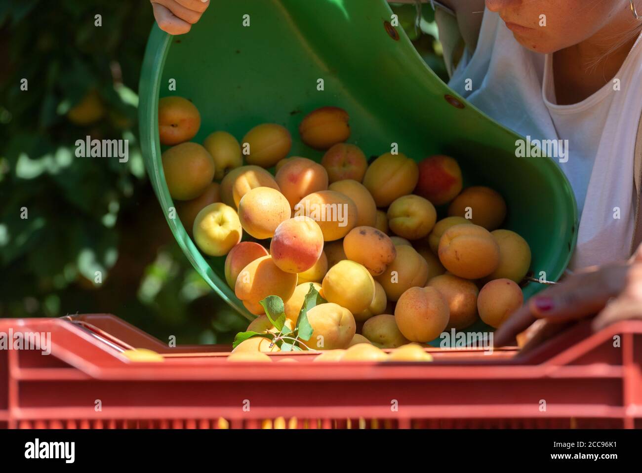 Apricot tree fruit hi-res stock photography and images - Alamy