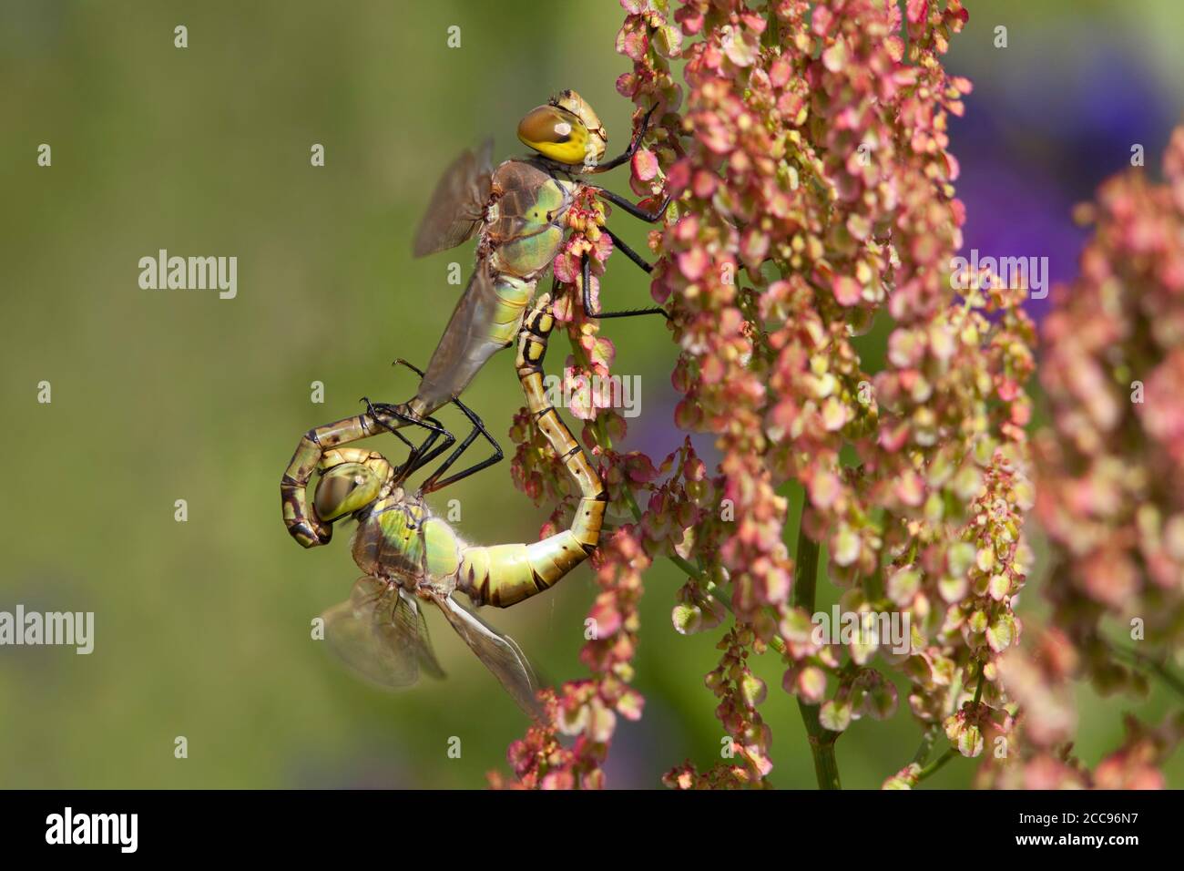 Adult male and female Vagrant Emperor (Anax ephippiger) mating wheel on ...