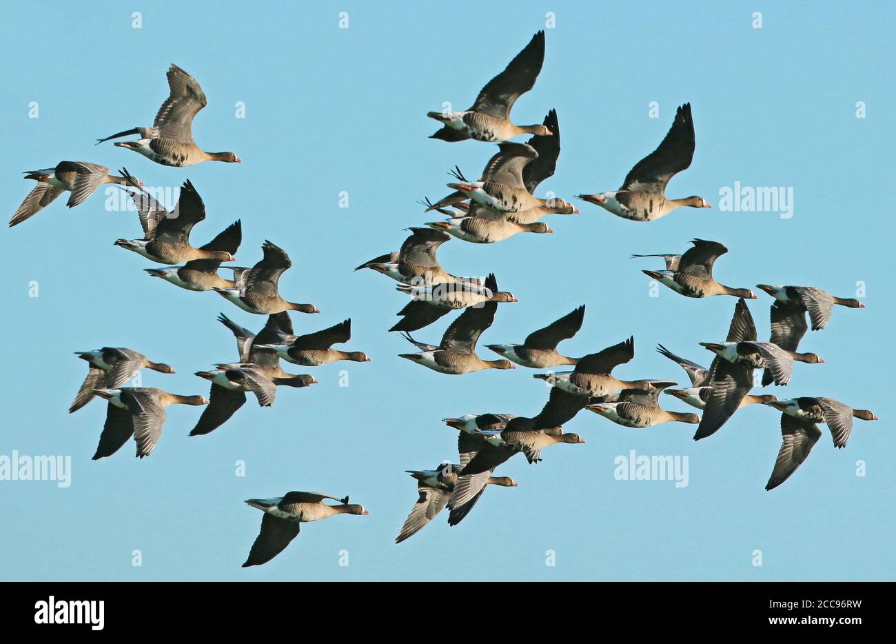 Flock of Lesser White-fronted Geese (Anser erythropus) in flight, seen ...
