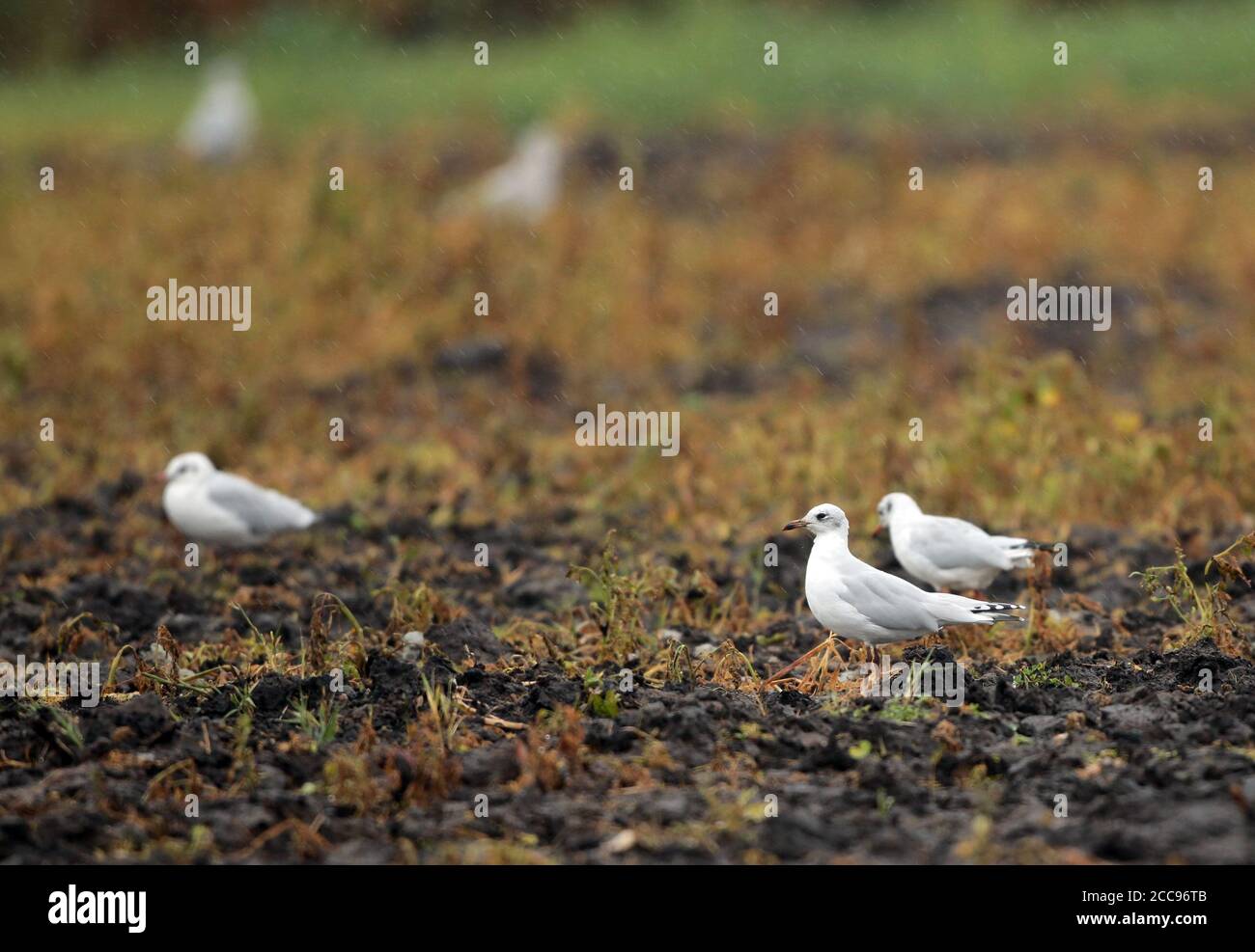 Mediterranean Gull (Ichthyaetus melanocephalus), second winter standing ...