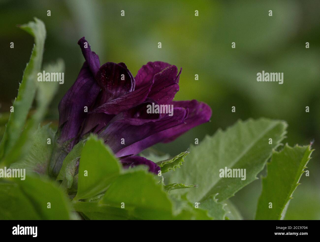 Vicia narbonensis vicia narbonensis hi-res stock photography and images ...