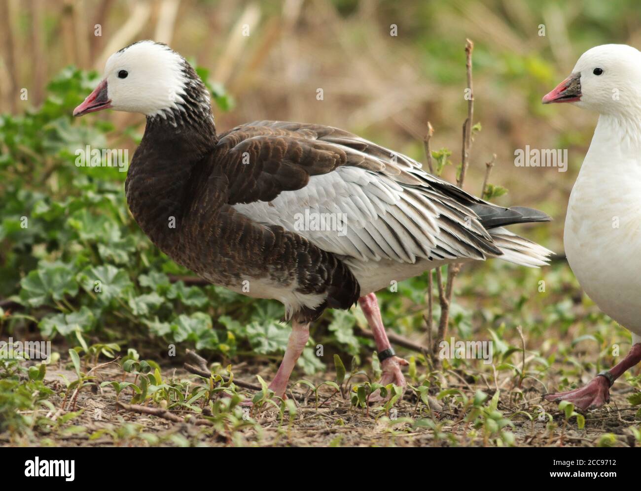 Captive blue morph Ross's Goose (Anser rossii) standing on the ground ...