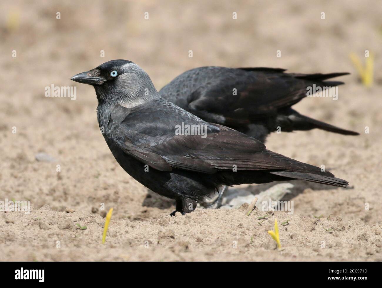 Western Jackdaw (Coloeus monedula), First summer standing, seen from ...
