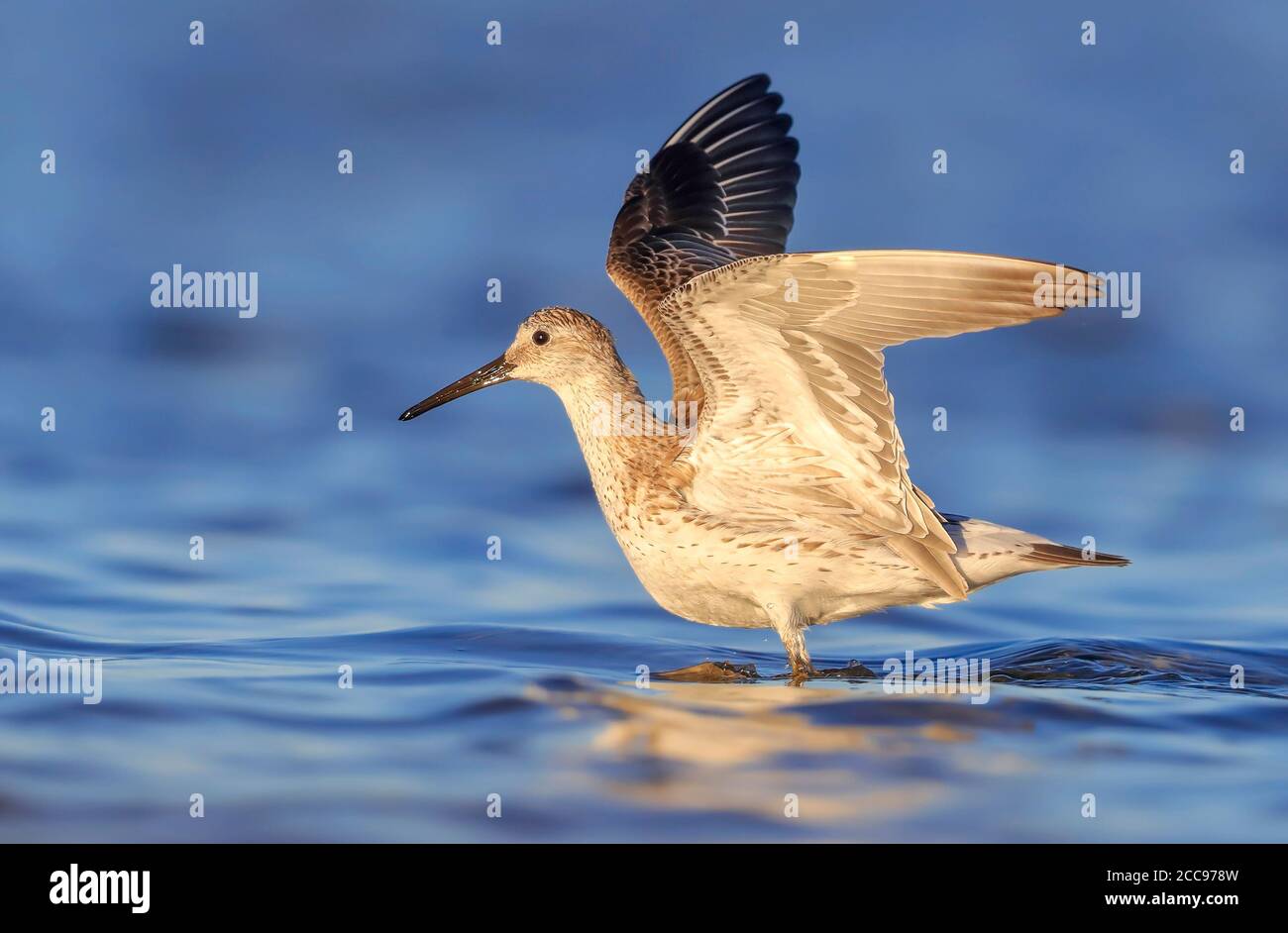 Wading in tidal flats hi-res stock photography and images - Alamy