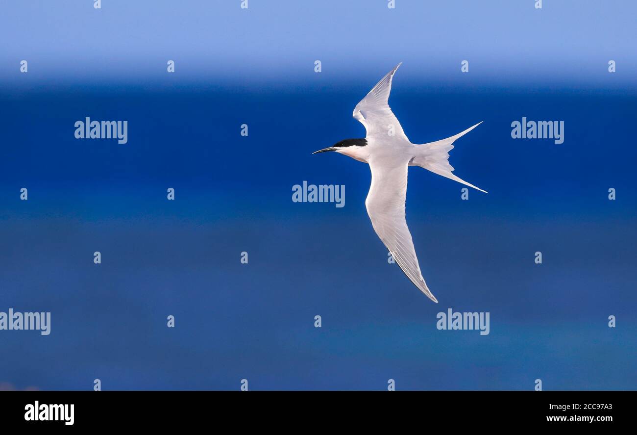 Adult Roseate Tern (Sterna dougallii) flying in front of bright blue ...