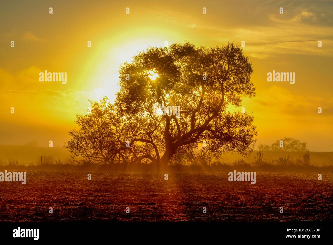 Rising tree silhouette hi-res stock photography and images - Alamy
