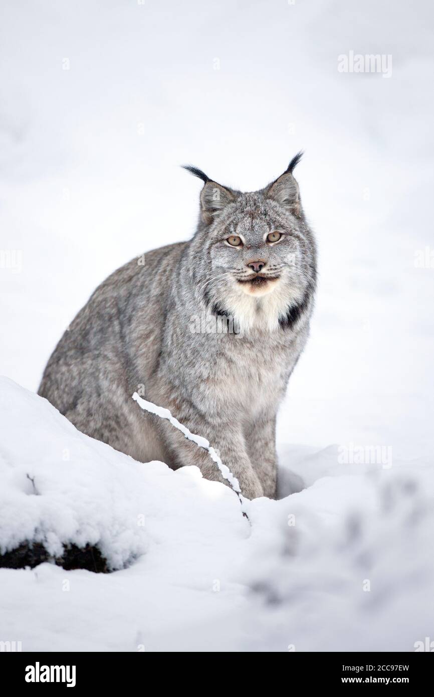 Canada Lynx Lynx Canadensis Portrait High Resolution Stock Photography ...