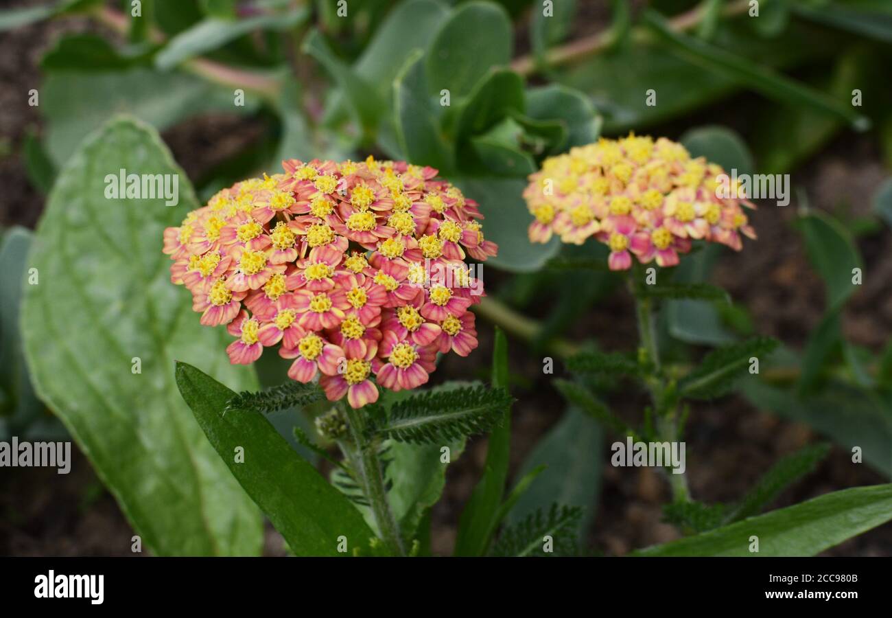 Achillea Apricot Delight flowers with ferny foliage - yarrow - among ...