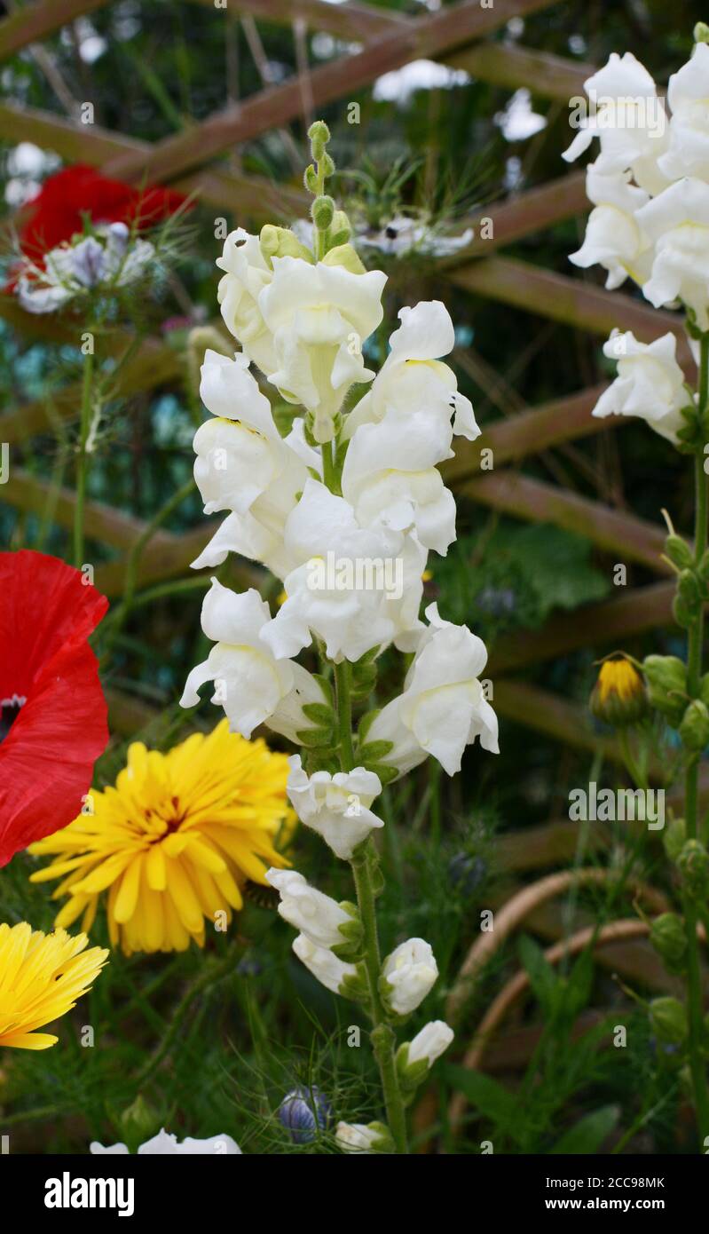 In a snapdragon flower hi-res stock photography and images - Alamy