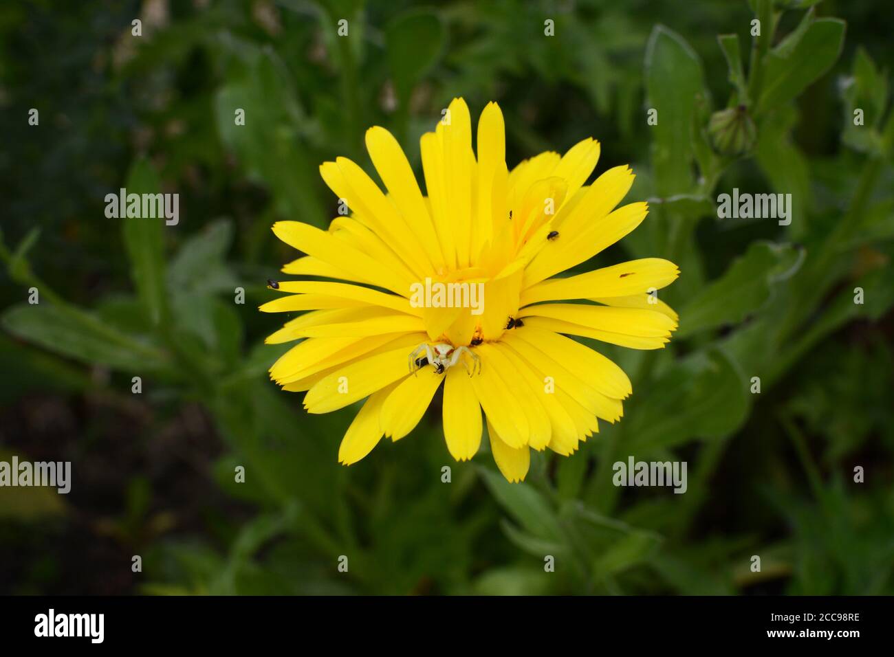 Pollen beetle hi-res stock photography and images - Alamy