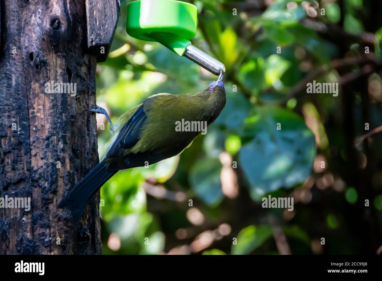 Bell bird at Zealandia, Wellington, North Island, New Zealand Stock ...
