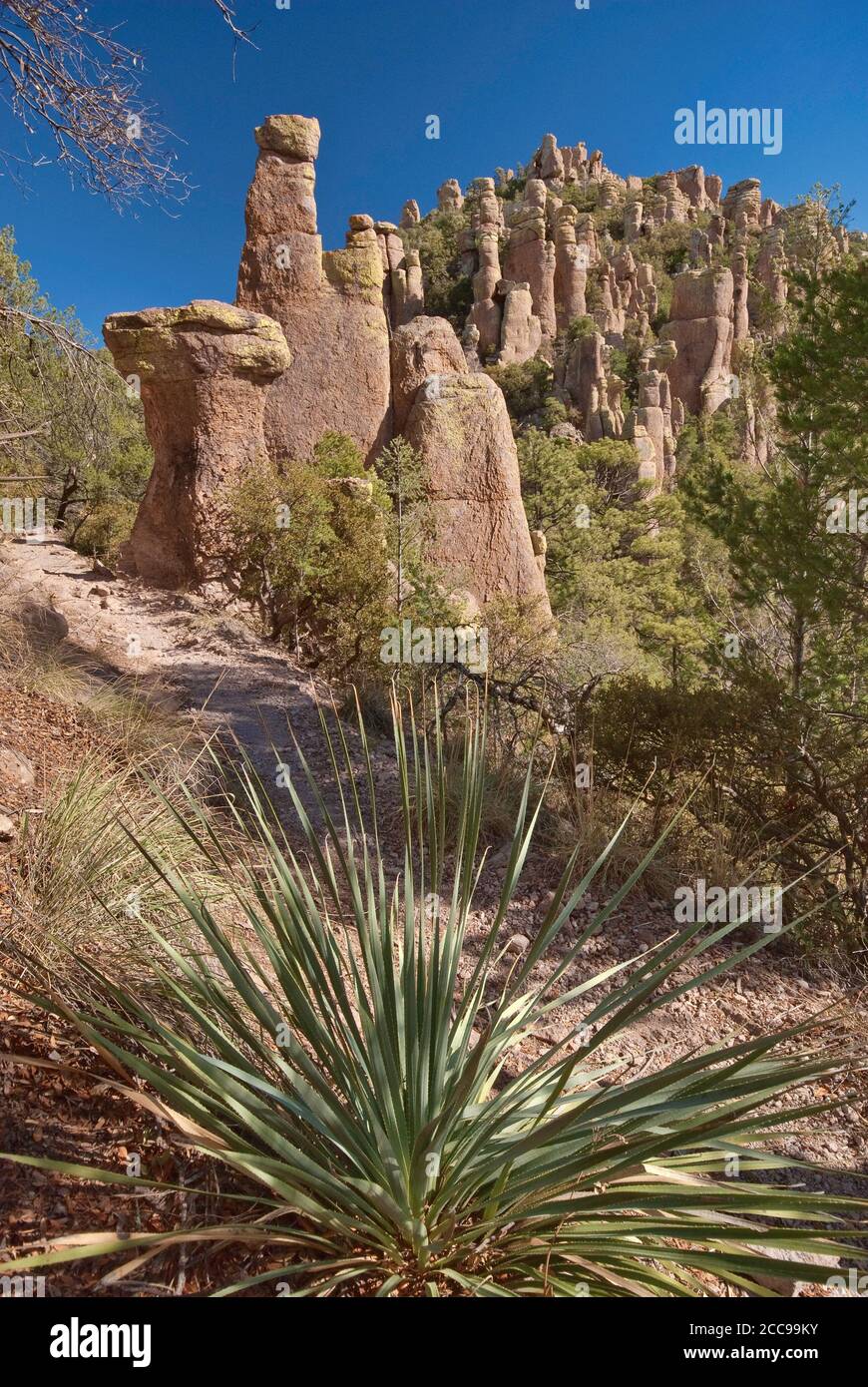 Common Sotol (Desert Spoon) plant and rock pinnacles at Hailstone Trail ...