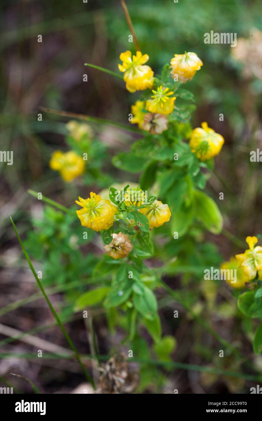 Trefoil clover hi-res stock photography and images - Alamy