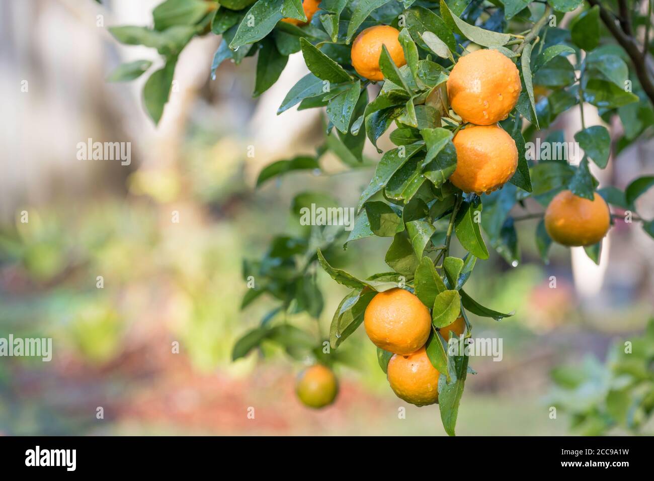 After a morning winter shower water droplets cling in the sunlight to ...