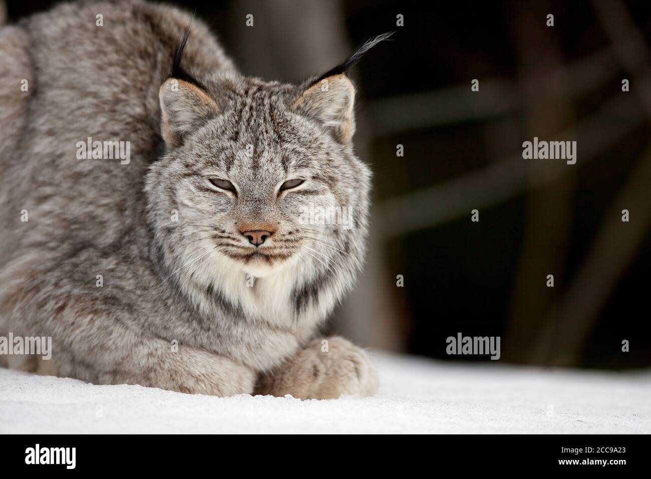 Close-up of a Canada lynx (Lynx canadensis) resting on snow with eyes ...