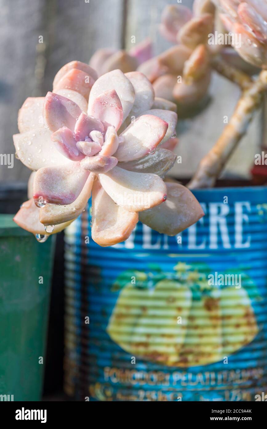 Water droplets cling in the morning sunlight to a grew succulent plant ...