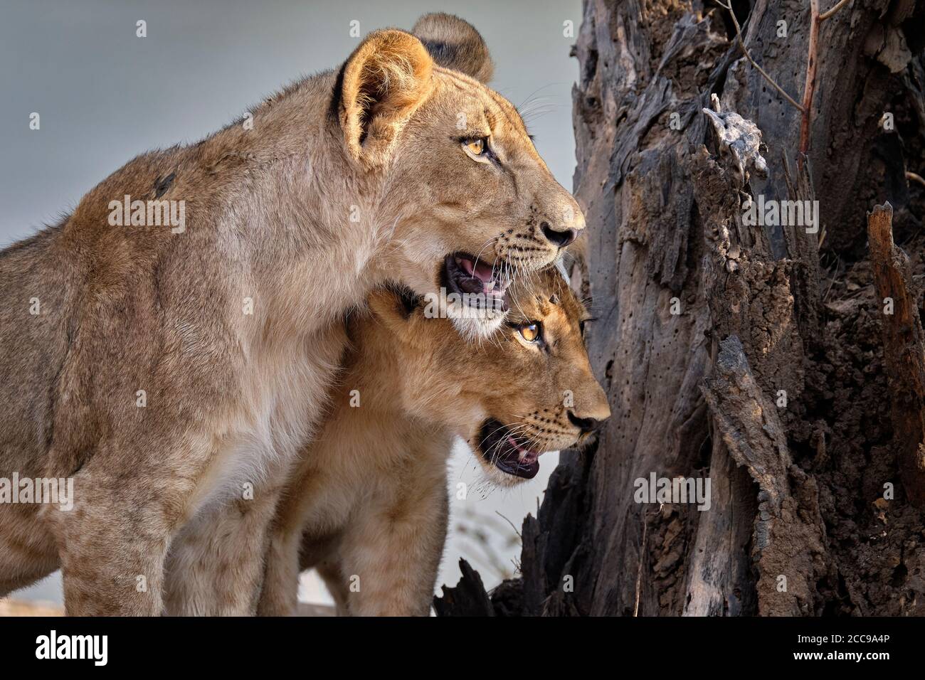 Lion baby teeth hi-res stock photography and images - Alamy