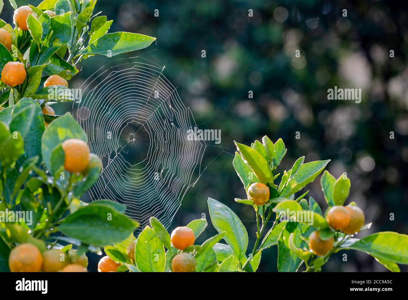 Australian spiders hi-res stock photography and images - Alamy