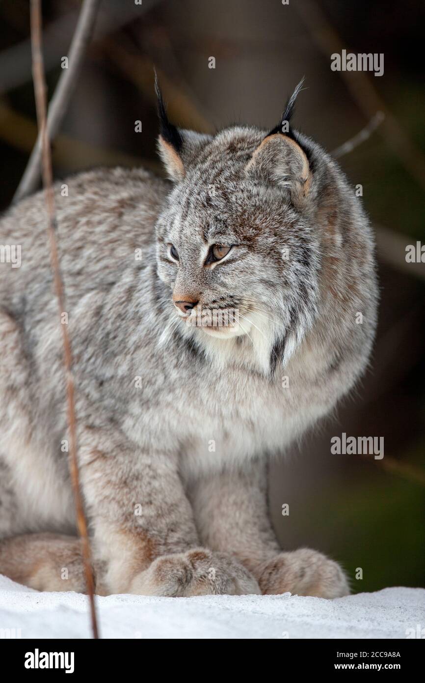 Canada lynx (Lynx canadensis) resting on snow, showing thick fur, black ...