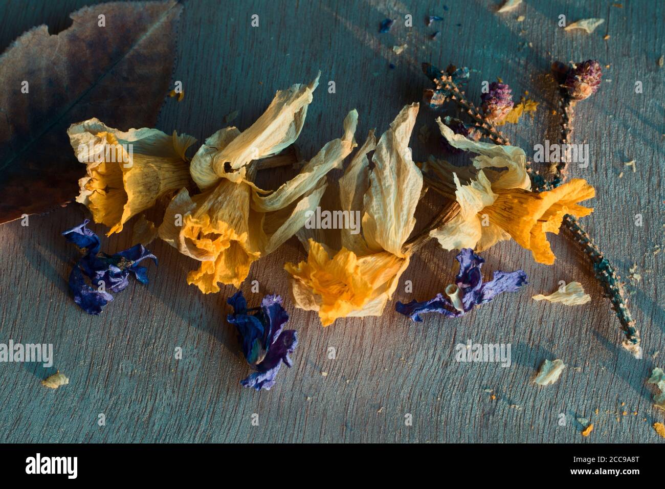 Dry flowers, plants and fruit macro and still life, colorful nature ...