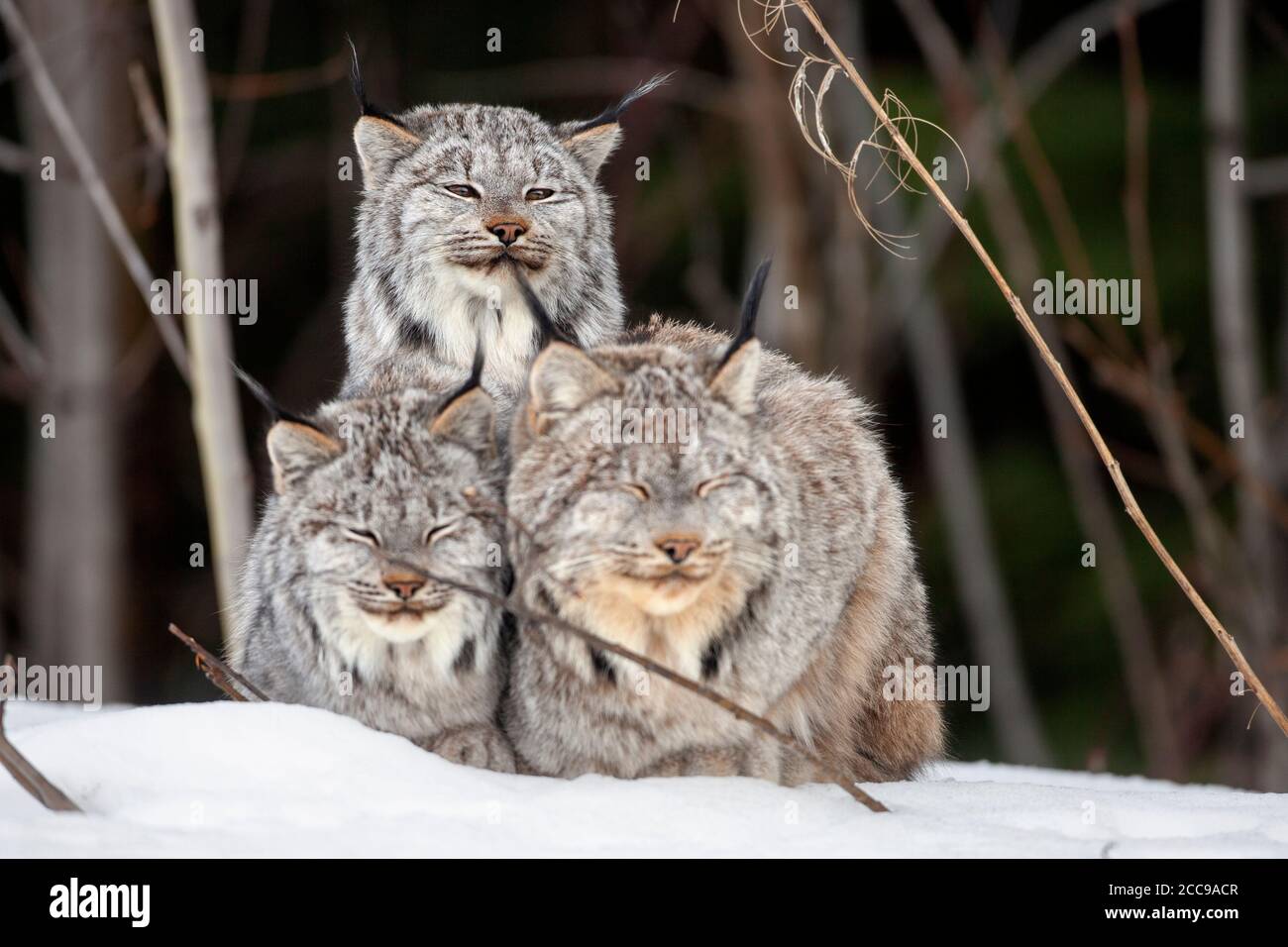 Three Canada lynxes (Lynx canadensis) huddled together on snow ...