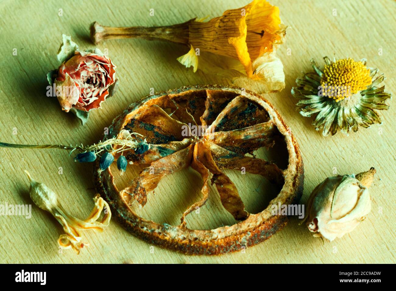 Dry flowers, plants and fruit macro and still life, colorful nature ...
