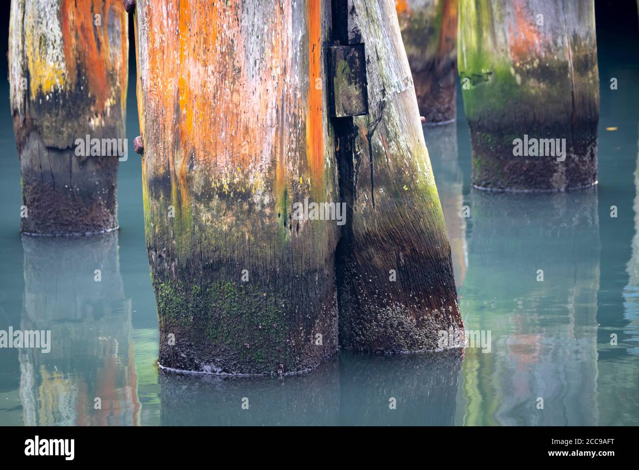 Wharf piles with coloured staining, Wellington, North Island, New ...
