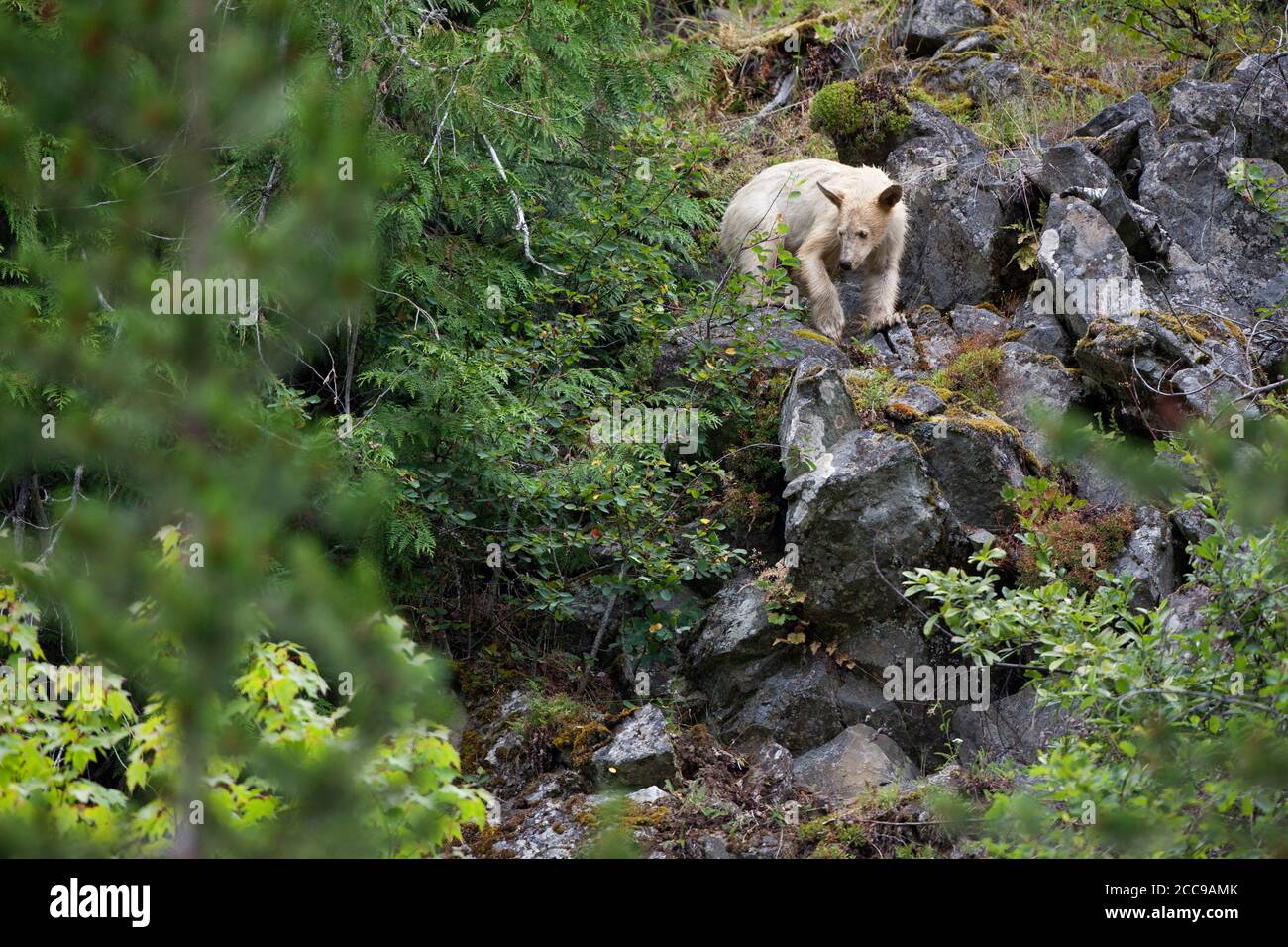 Rare Kermode bear (Ursus americanus kermodei), known as the spirit bear ...
