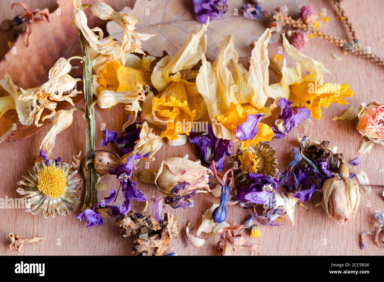 Dry flowers, plants and fruit macro and still life, colorful nature ...
