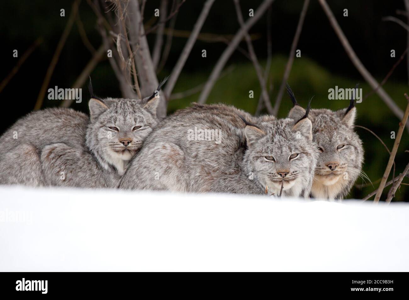 Lynxes lynx in snow hi-res stock photography and images - Alamy