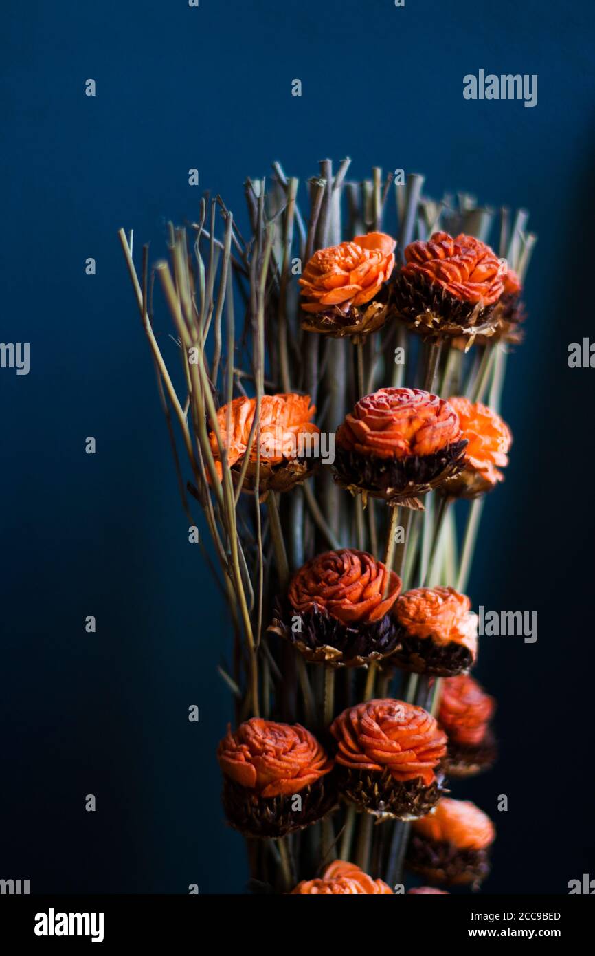 Dry flowers and plants macro and still life, colorful nature background ...