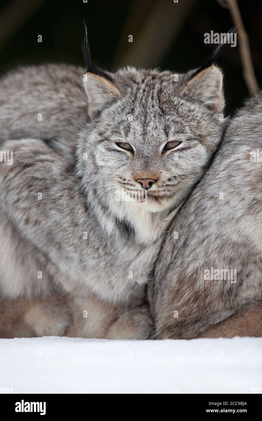 Canada lynx lynx canadensis pair hi-res stock photography and images ...