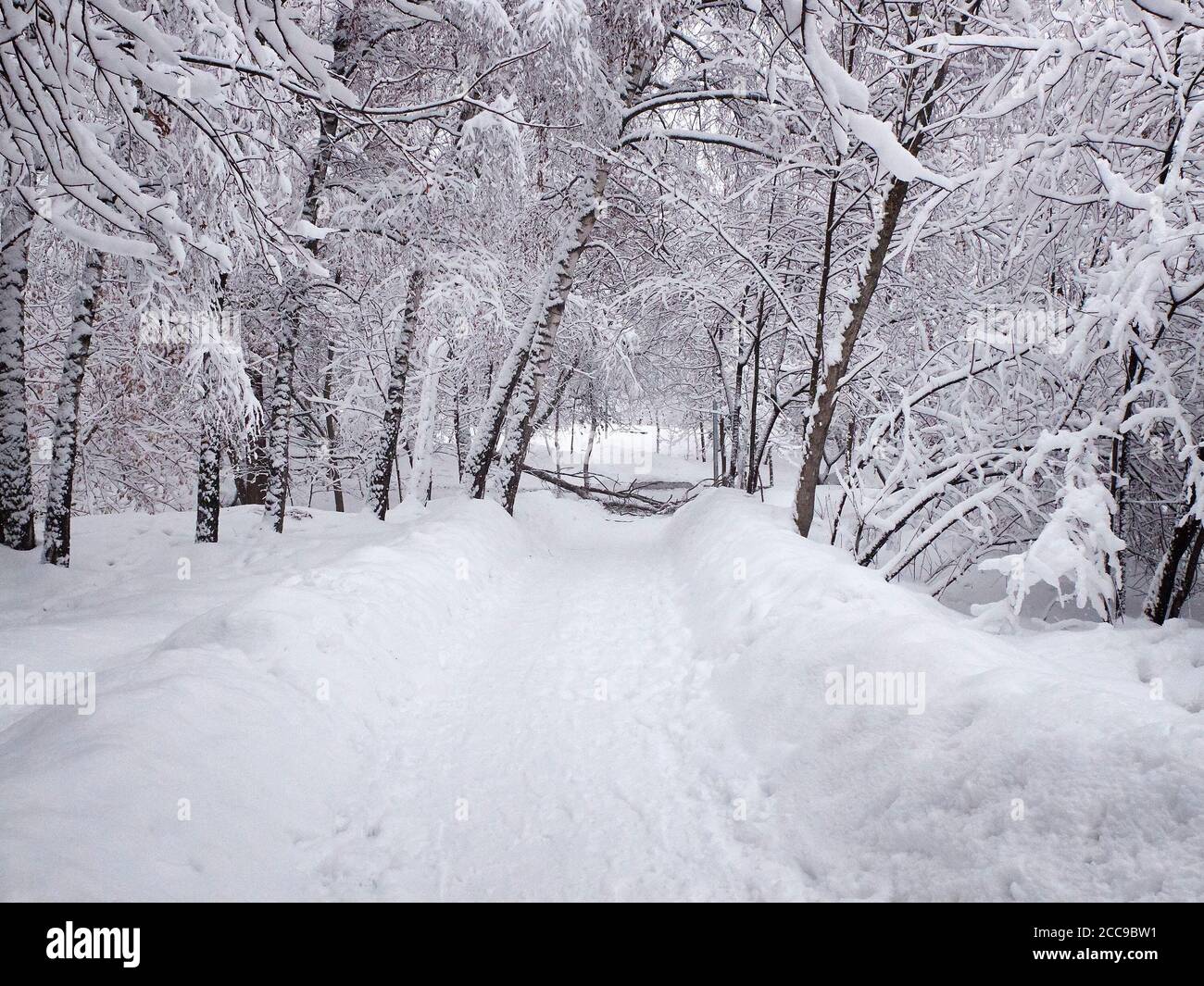 Snow-covered path, stuck snow on the trees and broken fallen tree ...